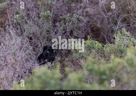 Photo extrêmement rare d'un panthère noir ou léopard noir africain ...