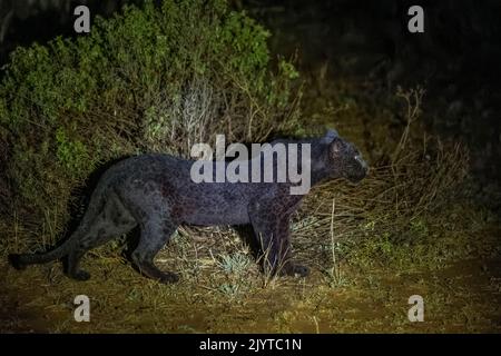 Photo extrêmement rare d'un panthère noir ou léopard noir africain ...