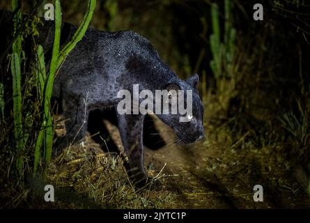 Photo extrêmement rare d'un panthère noir ou léopard noir africain ...