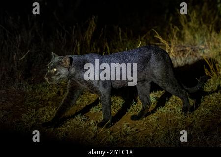 Photo extrêmement rare d'un panthère noir ou léopard noir africain ...