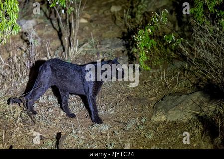 Photo extrêmement rare d'un panthère noir ou léopard noir africain ...