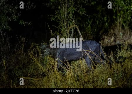 Photo extrêmement rare d'un panthère noir ou léopard noir africain ...