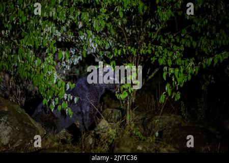 Photo extrêmement rare d'un panthère noir ou léopard noir africain ...