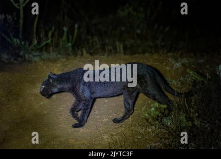 Photo extrêmement rare d'un panthère noir ou léopard noir africain ...