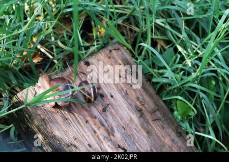 Élevage d'escargots pour obtenir la mucine. Produit cosmétique fabriqué ...