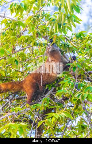 Coati coatis grimpez des arbres et des branches et mangez et recherchez ...