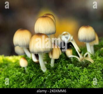 Pathogène virulent des arbres à feuilles caduques, en particulier des ...