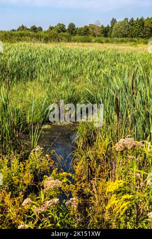 Vue panoramique de la végétation dense des terres humides de la réserve ...