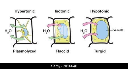 Morpholigical Differences Between Turgid Cell And Plasmolysed Cell ...