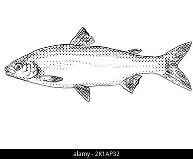Dessin de style caricatuaire d'un Coregonus albula, vendace ou Cisco ...