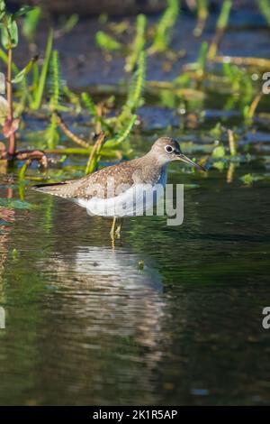 Le Sandpiper solitaire est un oiseau de taille moyenne qui traverse la ...