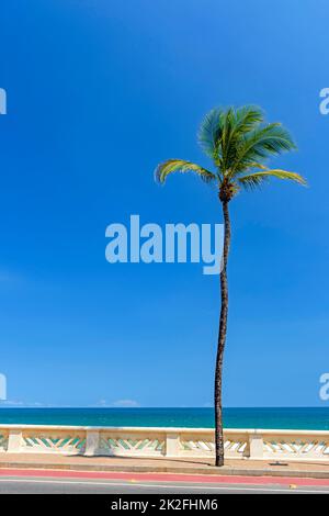 Front de mer de la ville de Salvador à Bahia avec des cocotiers et des ...