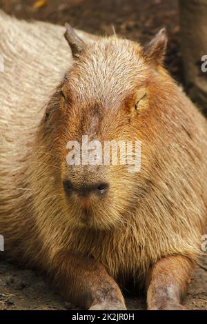Capibara est dans le zoo est le plus grand rat dans le monde autochtone ...
