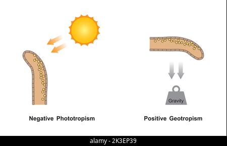 Conception scientifique du processus de géotropisme (gravitropisme). La ...