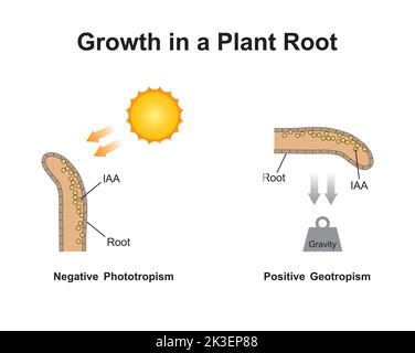 Conception scientifique du processus de géotropisme (gravitropisme). La ...