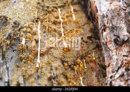 Résine de bois sortant du bois. sève d'arbre sortant d'un pin. Gros ...