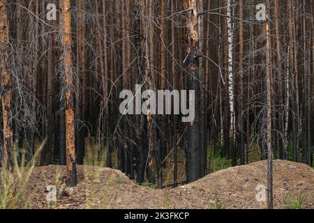 Forêt de pins après un feu à grande échelle en France, Paysage d'une ...