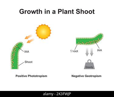 Conception scientifique du processus de géotropisme (gravitropisme). La ...