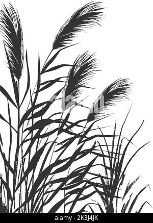Dessin vectoriel isolé.image d'un roseau ou d'un bulse monochrome sur ...