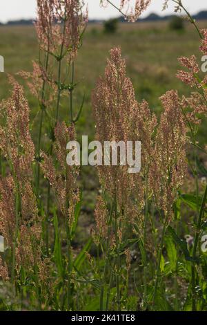 Rispen-Sauerampfer, Straußblütiger Sauerampfer, Rumex thyrsiflorus, Syn ...