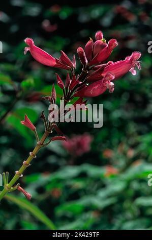 Salvia involucrata cv. Bethelli; Lamiaceae; sauge ornementale; herbe ...