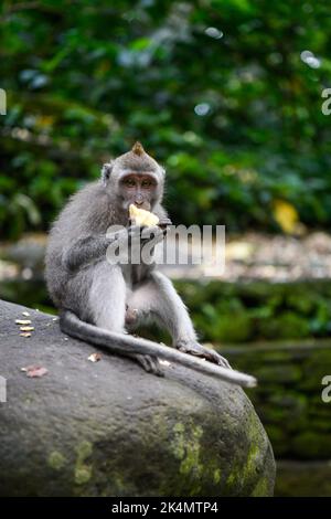Bali, Indonésie. 19th septembre 2022. Un singe est vu assis sur une ...