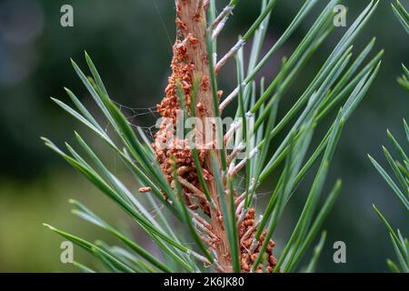 Maladies des conifères - parasites de la scléroderriose du bois de pin ...