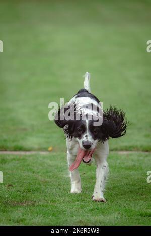 Les Springer Spaniels aiment s'amuser et cette collection d'images ...