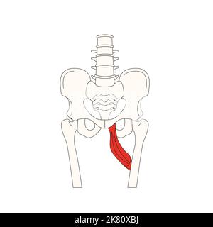 dessin d'anatomie humaine muscle adducteur long Photo Stock - Alamy