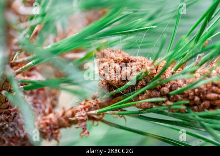 Maladies des conifères - parasites de la scléroderriose du bois de pin ...