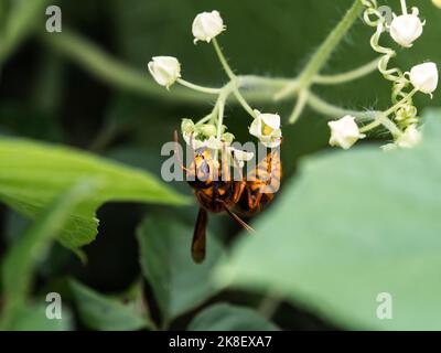 Un hornet jaune japonais, Vespa simillima xanthoptera, manger les ...