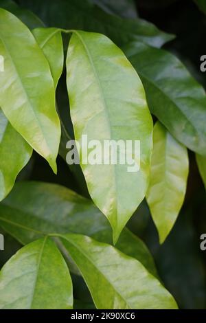 Les feuilles de gnetum gnemon (également appelées gnemon, melinjo ...