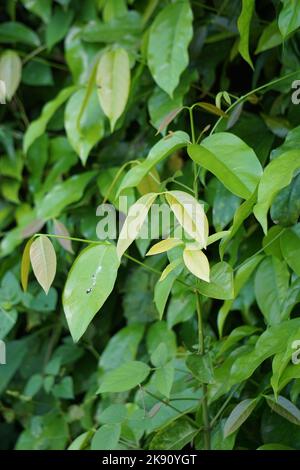 Les feuilles de gnetum gnemon (également appelées gnemon, melinjo ...
