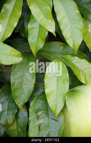 Les feuilles de gnetum gnemon (également appelées gnemon, melinjo ...