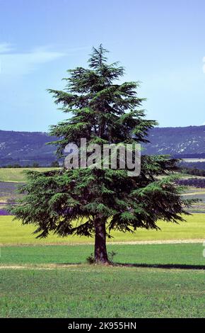 Cèdre de l'Afrique (Cedrus atlantica), seul arbre dans un parc ...
