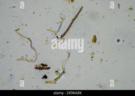 micro-organismes et biologie du sol, avec des nématodes et des ...