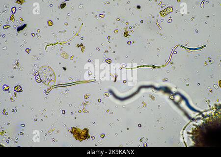 micro-organismes et biologie du sol, avec des nématodes et des ...