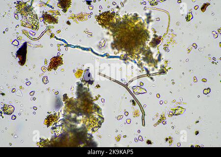 micro-organismes et biologie du sol, avec des nématodes et des ...