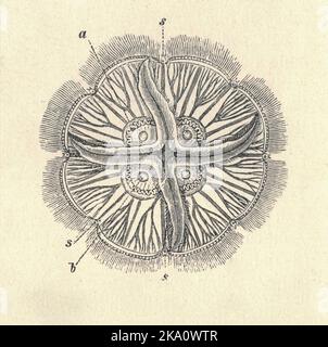 Illustration antique gravée du méduse commun. Illustration vintage de ...