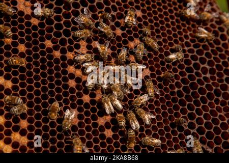 La reine des abeilles dans la ruche. L'abeille reine dans une ruche ...
