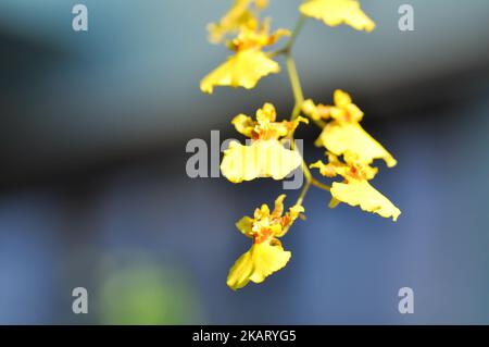 Oncidium Cheiro, Oncidium Cheiro Kukoo Tokyo ou Oncidium Sweet Sugar ...