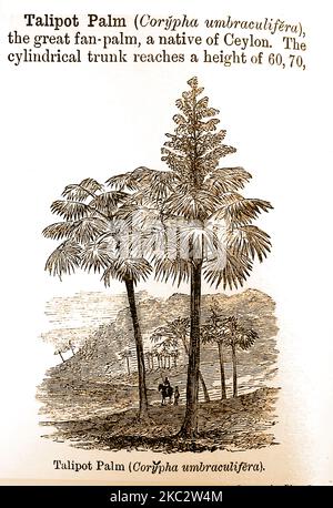 Un Palmier Talipot Corypha umbraculifera avec de grandes fleurs d'or à ...