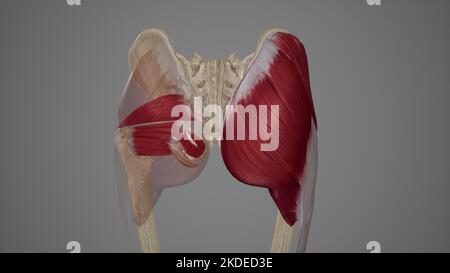Les muscles fessiers / Gluteus Maximus - Anatomie Muscles isolé sur ...