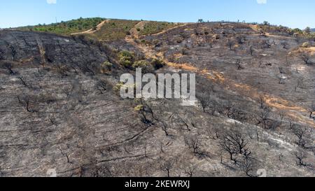 Vue aérienne d'une forêt brûlée et d'un paysage après le plus grand feu ...