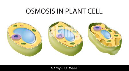 L'osmose cellulaire, cellule dans une solution isotonique, cellule de ...