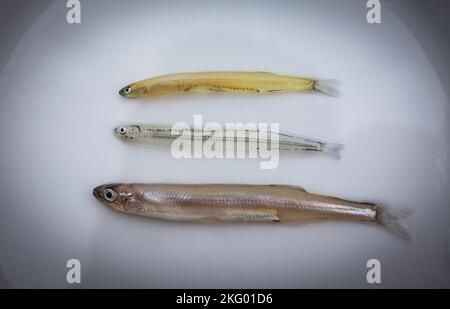 Espèces d'appâts blancs de Nouvelle-Zélande : trois des six espèces ...