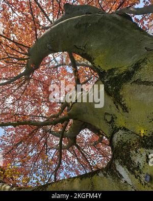 Gros plan d'un éléphant géant dans le safari En Afrique Photo Stock - Alamy