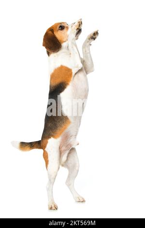 Le chien Beagle est debout sur les pattes arrière isolées sur fond ...
