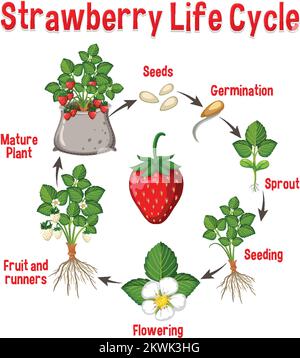 Illustration du schéma du cycle de vie de la fraise Image Vectorielle ...