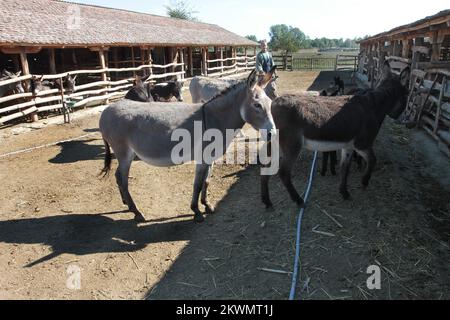 09.10.2012., Srijemska Mitrovica, Serbie - le fromage le plus cher est ...